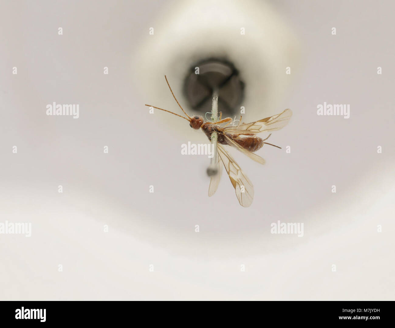 The image features Doryctes pomarius, a species from the Zoosphere ...