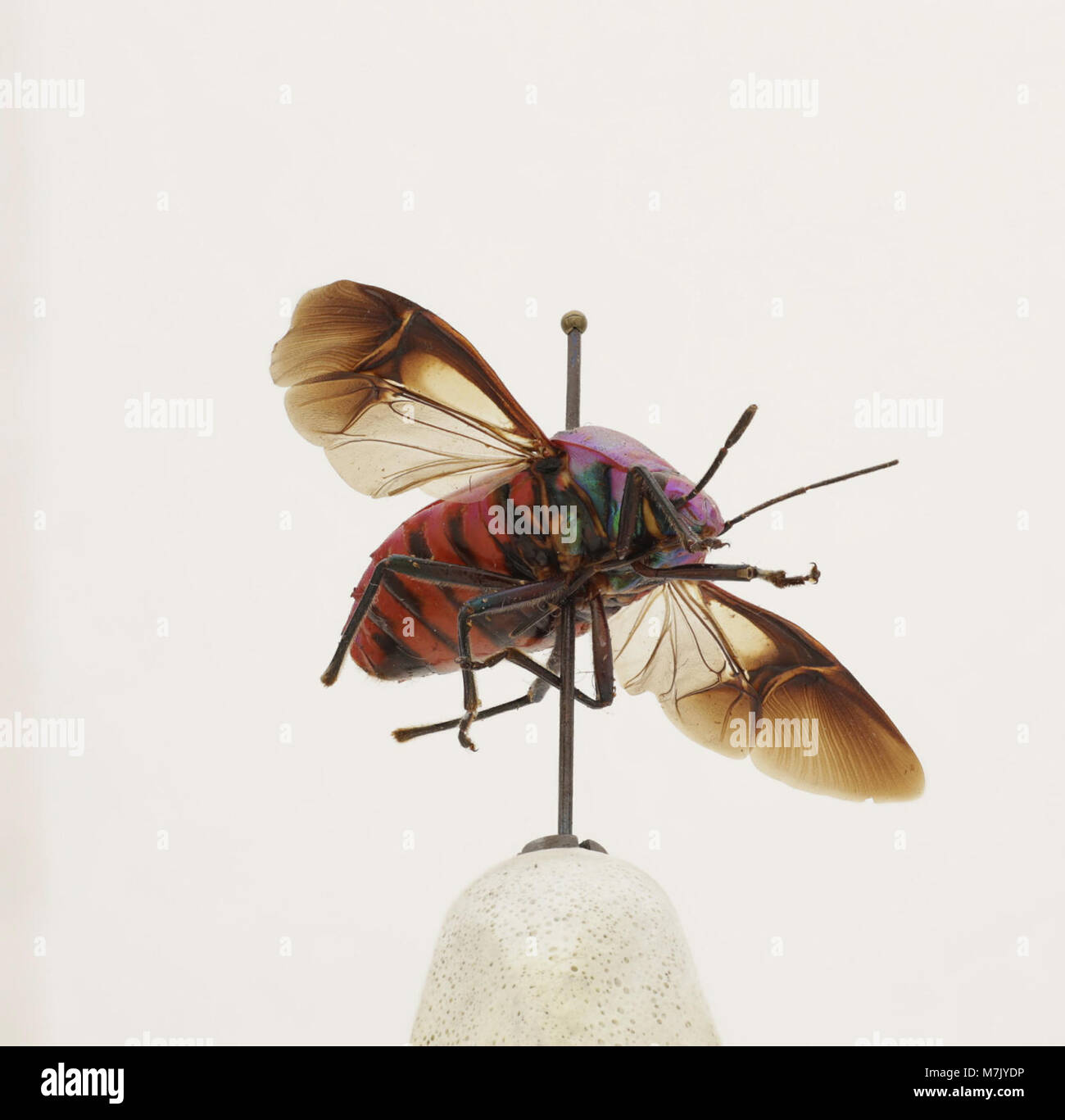 A detailed image of the species Eucorysses iris, shown in Zoosphere 70 ...