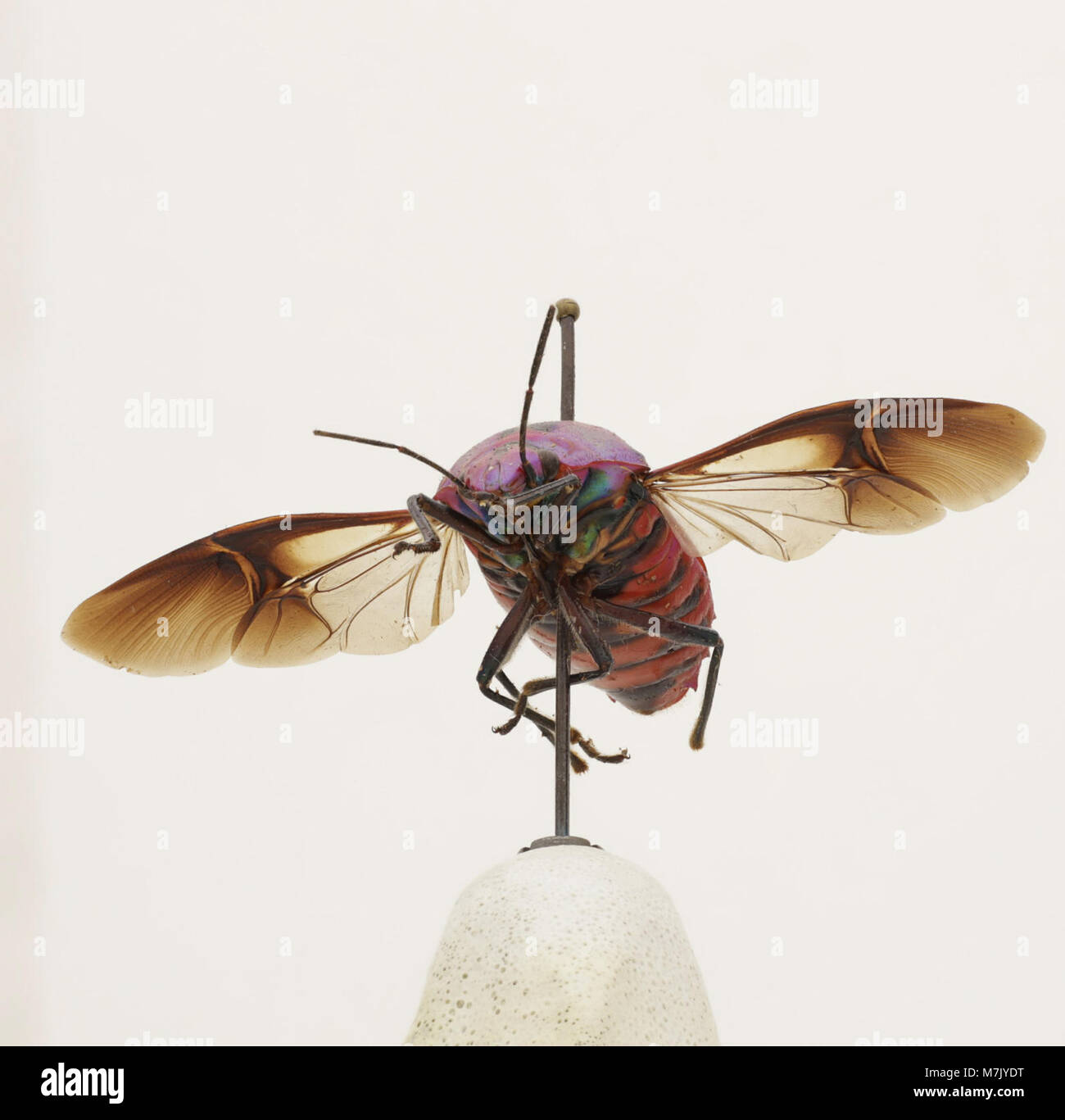 The image displays Eucorysses iris, a species of insect from the ...