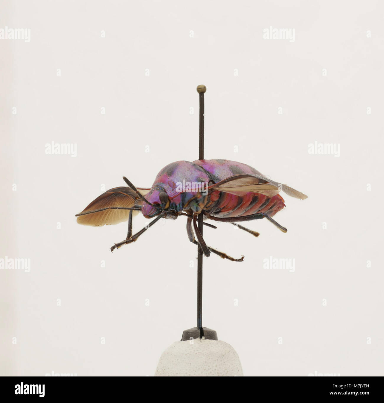 Image of Eucorysses iris, an insect species documented under Zoosphere ...