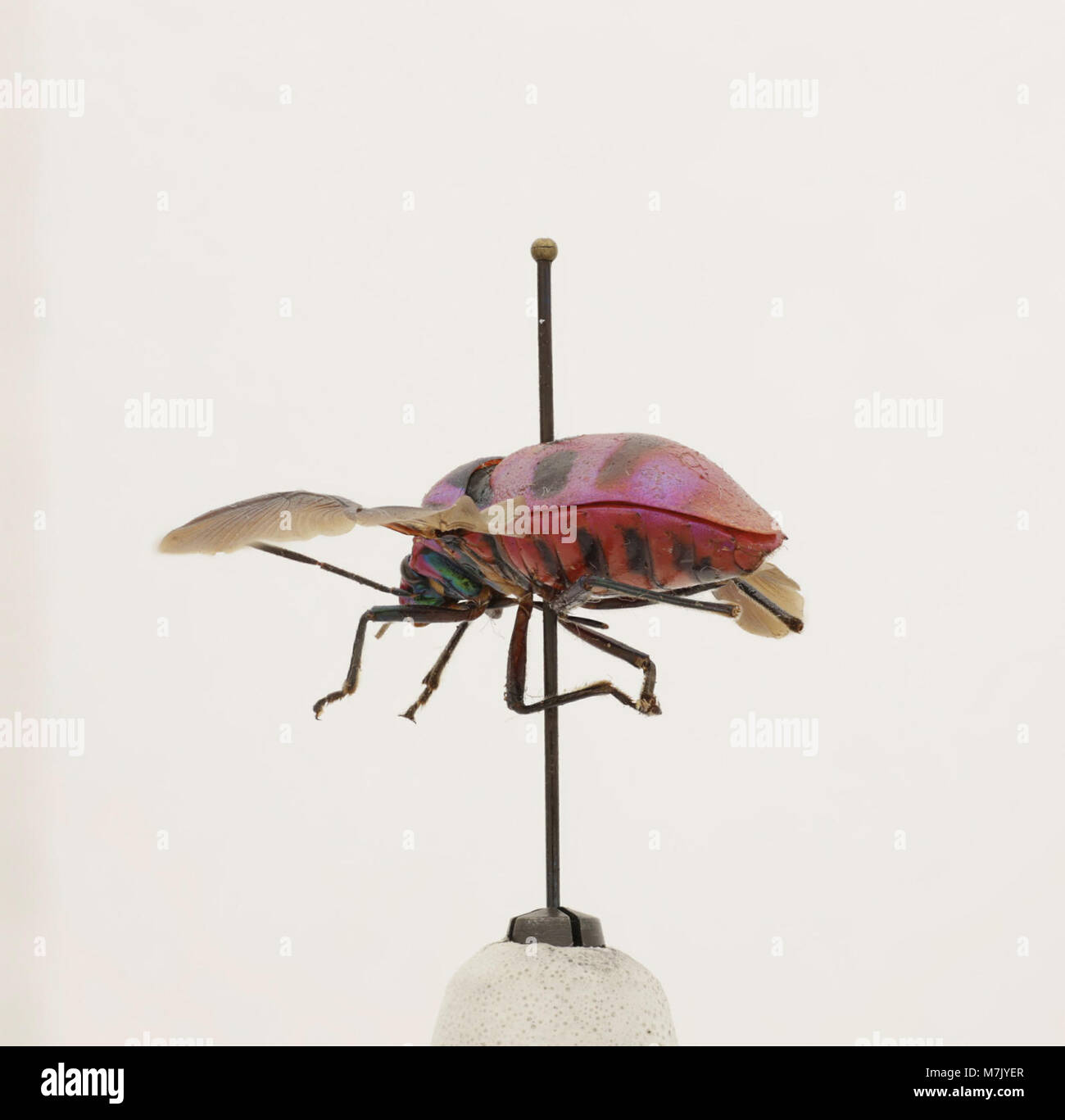 Eucorysses iris, a species of shield bug known for its distinctive ...