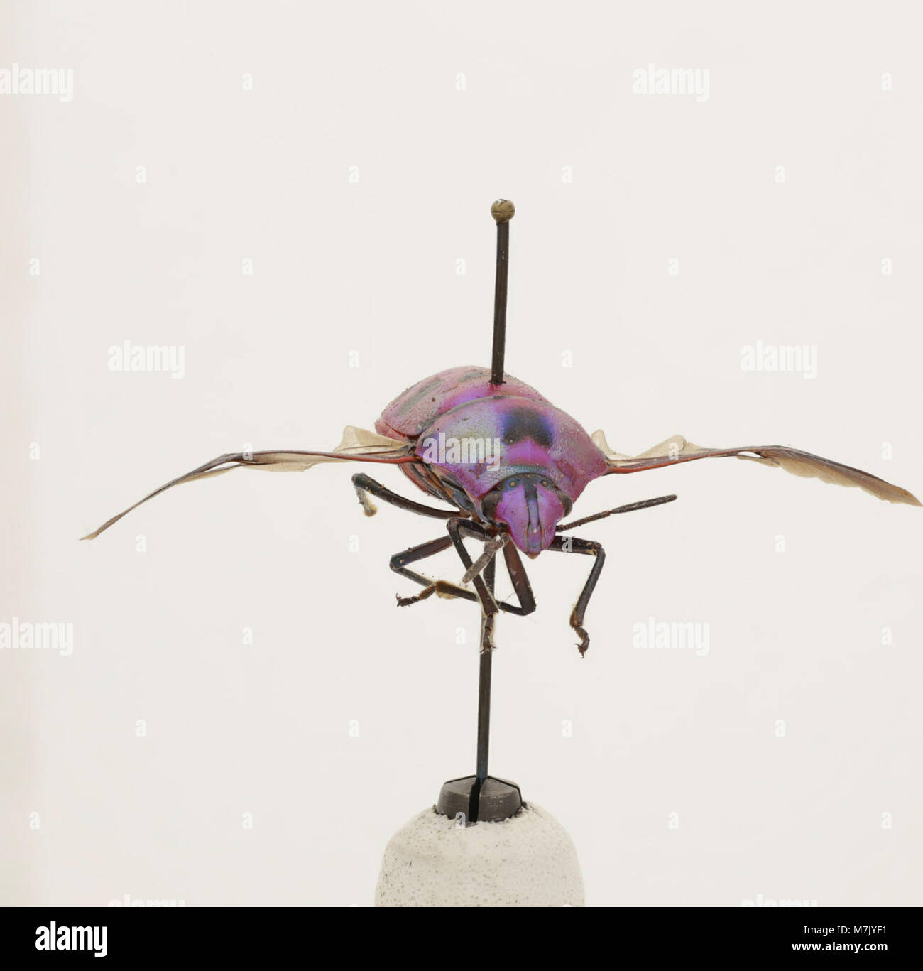 Eucorysses iris is a species of insect noted for its distinct features ...