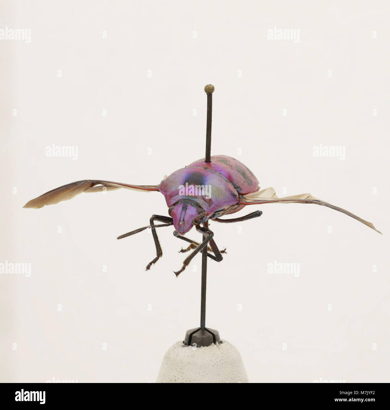 Eucorysses iris (Zoosphere 70 033 Stock Photo - Alamy