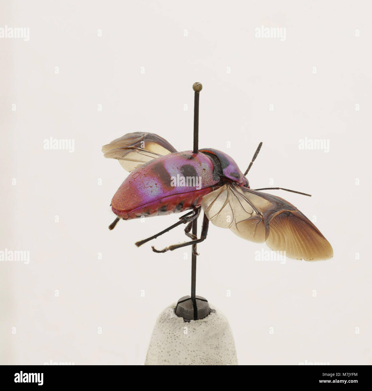 Eucorysses iris, a species from the Zoosphere collection, is an insect ...
