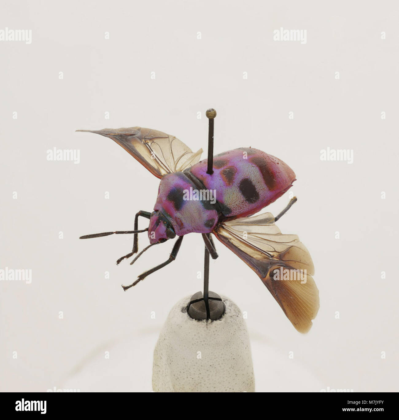 Eucorysses iris is a species documented in Zoosphere 70 054, showcasing ...