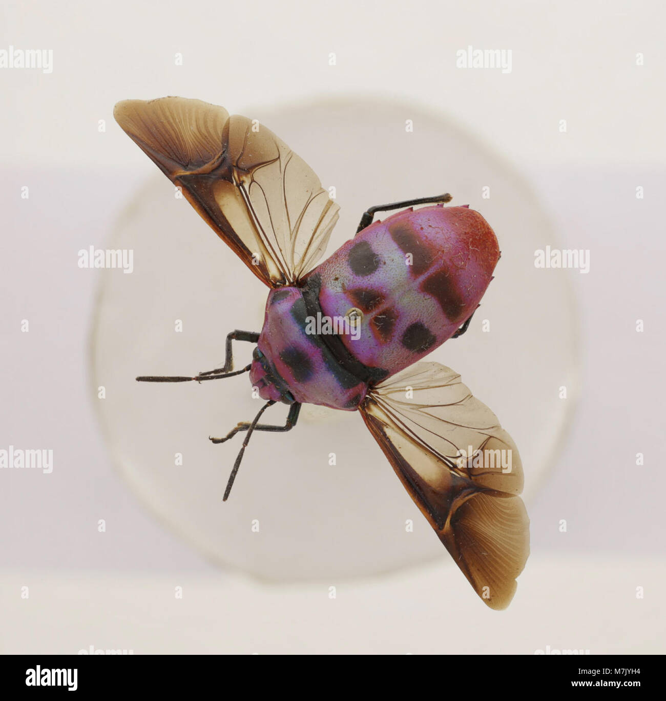 Eucorysses iris is a species of beetle, known for its unique appearance ...