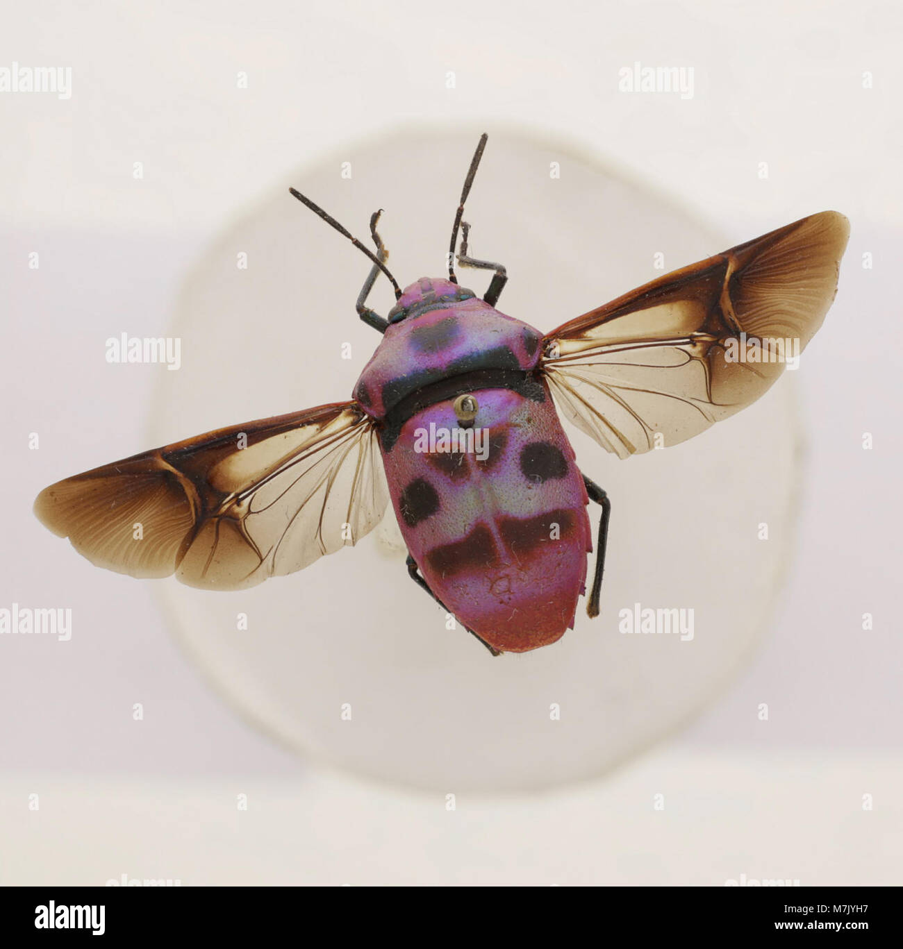 Eucorysses iris (Zoosphere 70 087 Stock Photo - Alamy