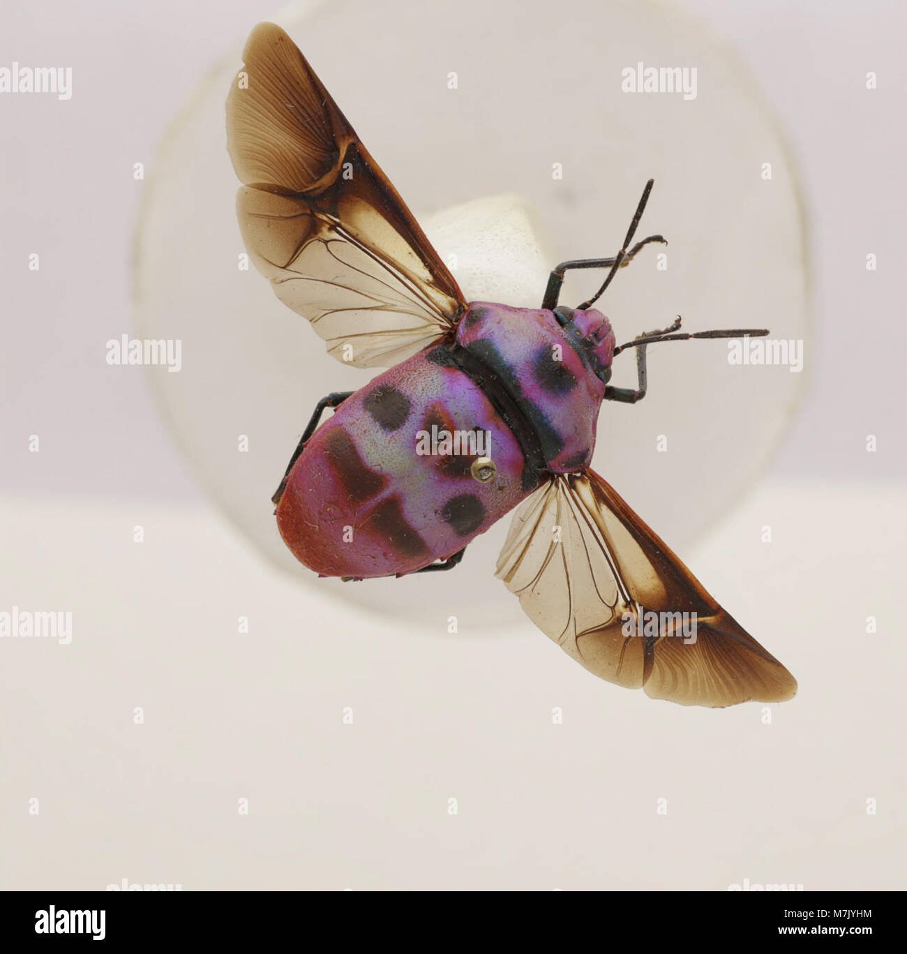 An image of Eucorysses iris, a species of insect, captured within a ...