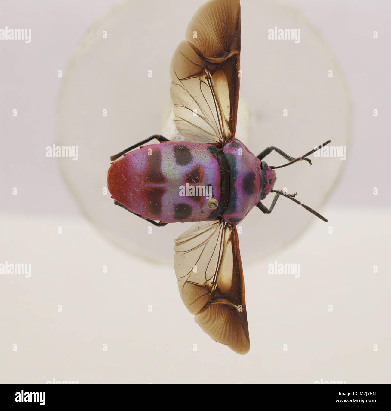 Eucorysses iris (Zoosphere 70 100 Stock Photo - Alamy