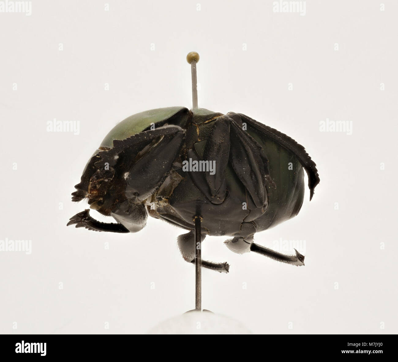 An image of Garreta azureus, a species of beetle featured in the ...