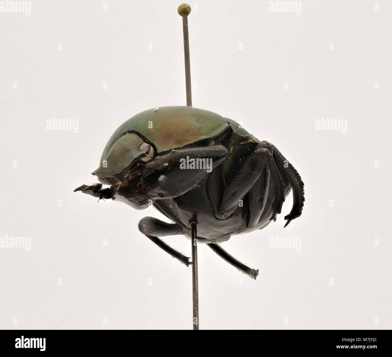 A detailed image of Garreta azureus, a species within the Zoosphere ...