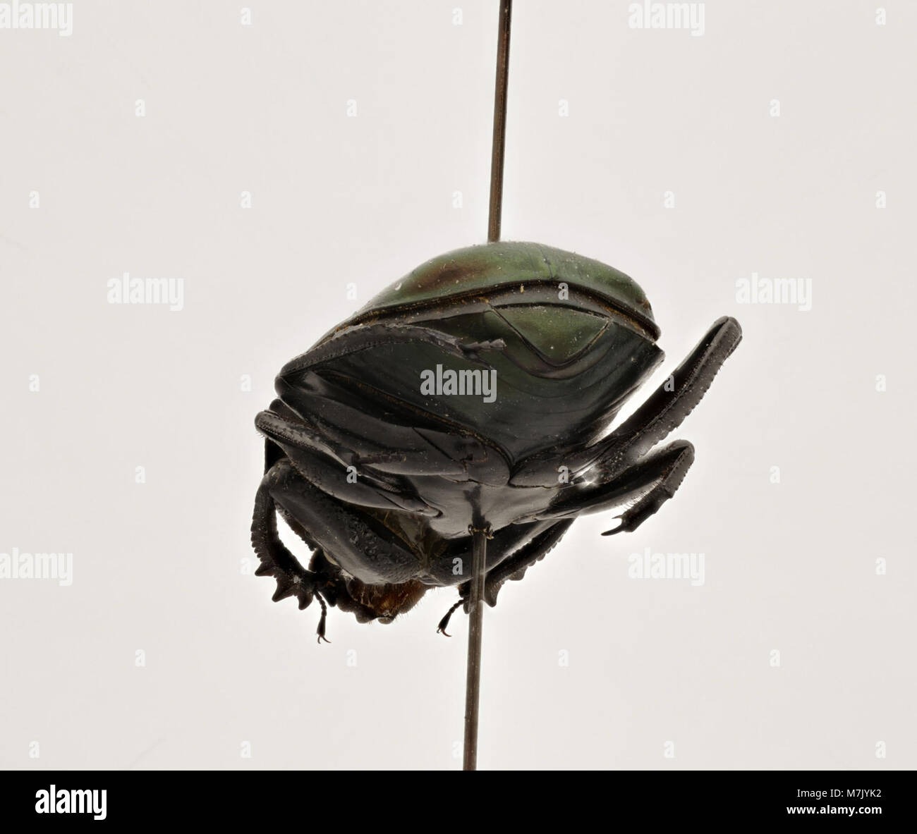Garreta azureus (Zoosphere 125 033 Stock Photo - Alamy