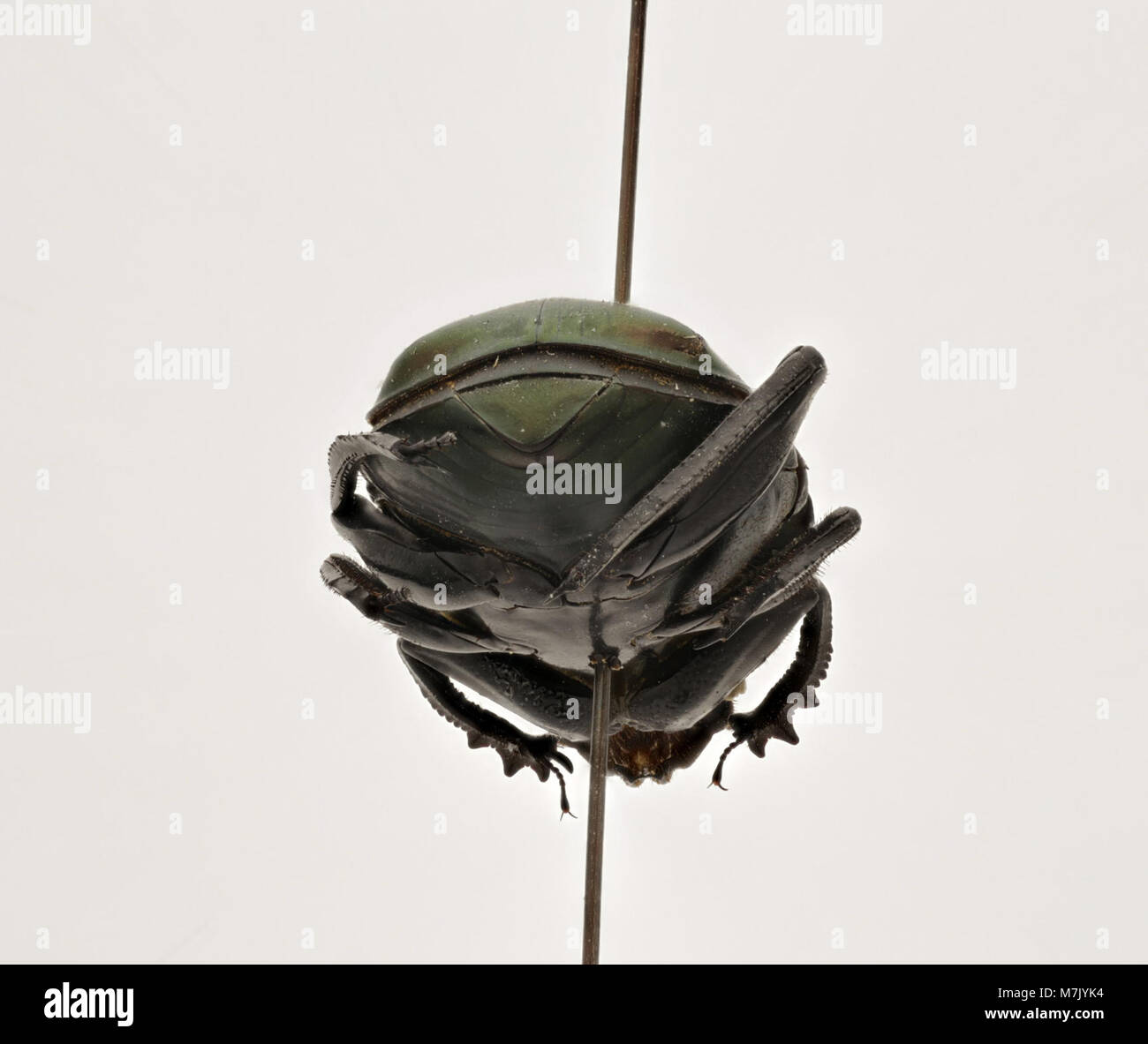 Garreta azureus (Zoosphere 125 034 Stock Photo - Alamy