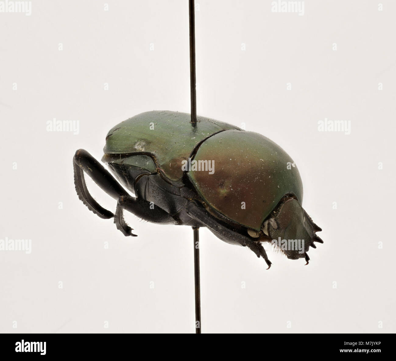 A scientific illustration of Garreta azureus, a species from the ...