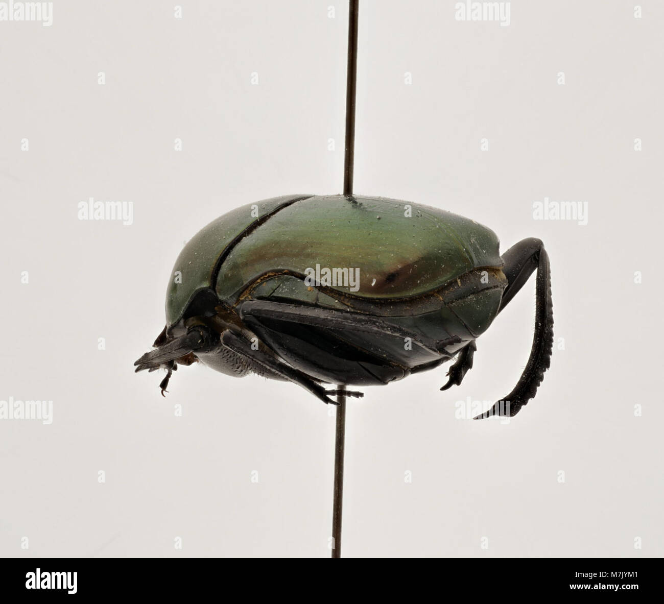 An image of Garreta azureus, a species of insect within the Zoosphere ...