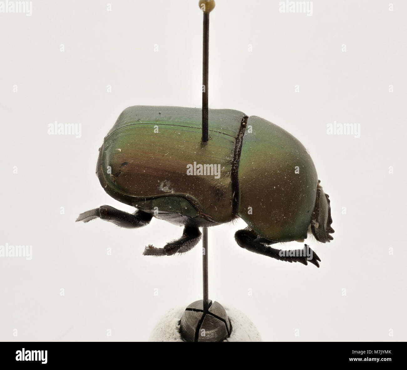 Garreta azureus is a species of beetle, identified for its unique blue ...