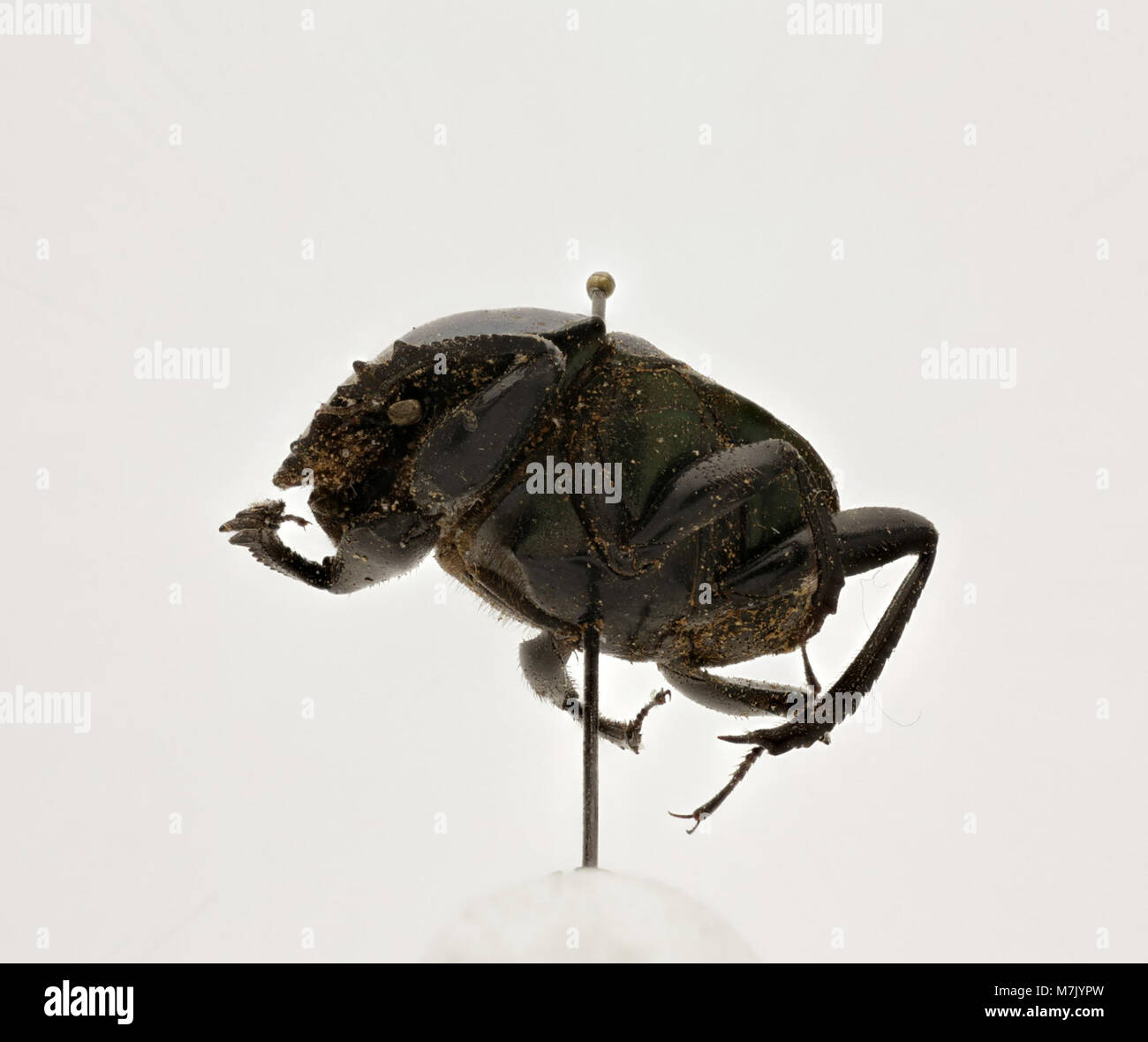 Image of Garreta azureus, a species of beetle, known for its striking ...