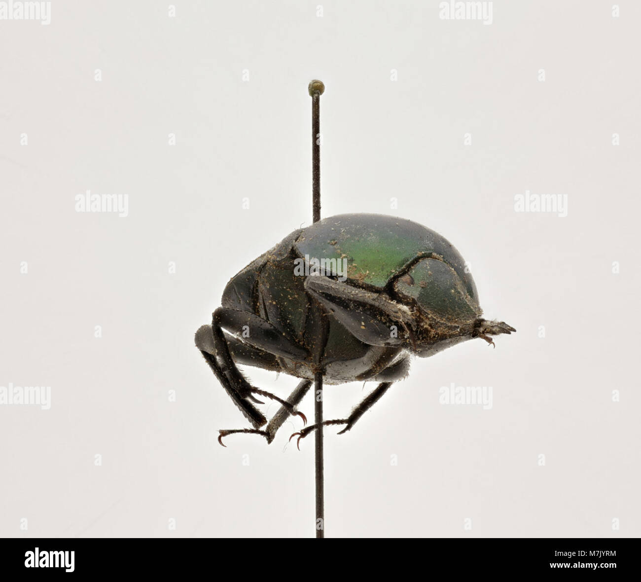 This image features Garreta azureus, a species captured in the ...