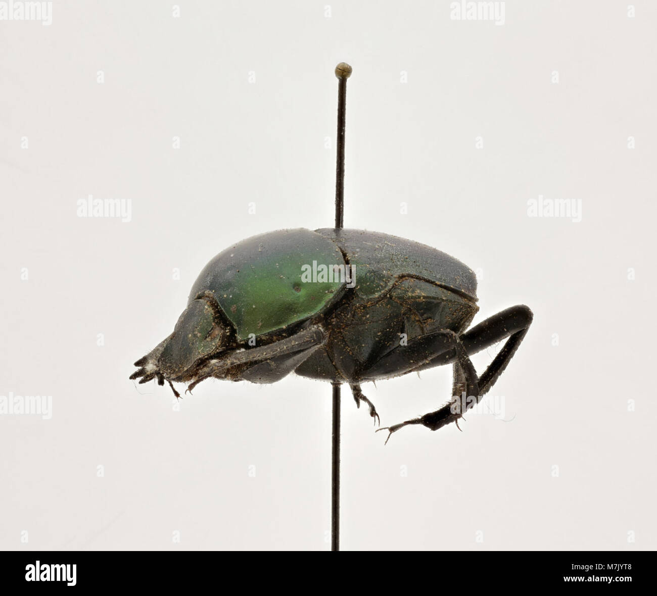 Garreta azureus, a species of spider, is featured in this image. Native ...