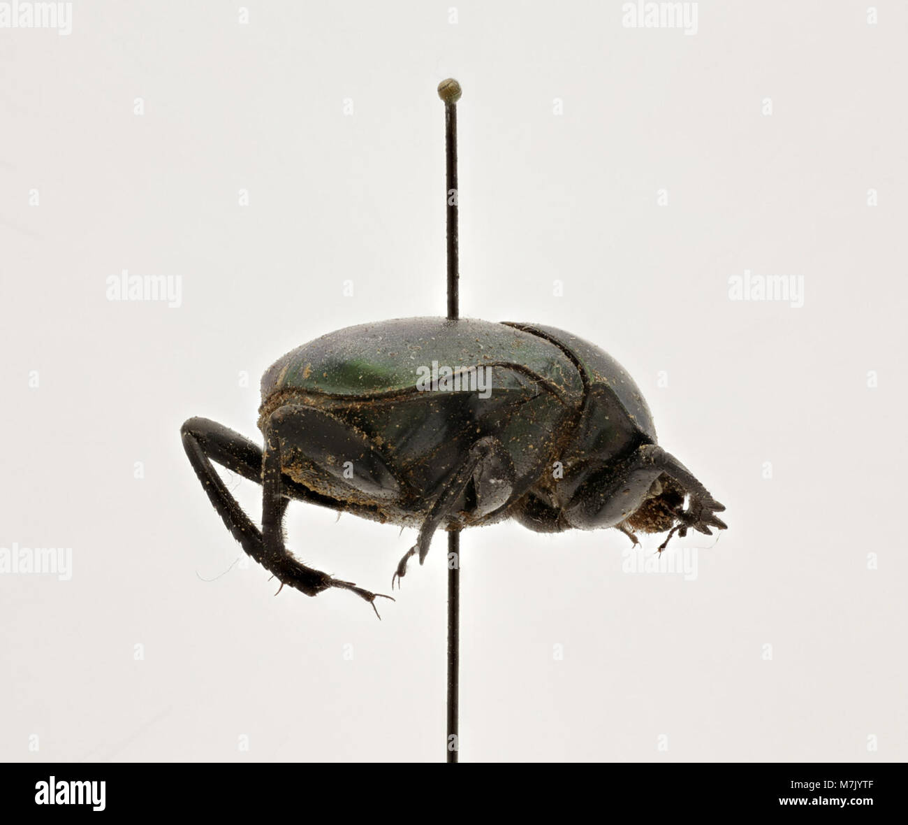 A detailed image of *Garreta azureus*, a species documented in the ...