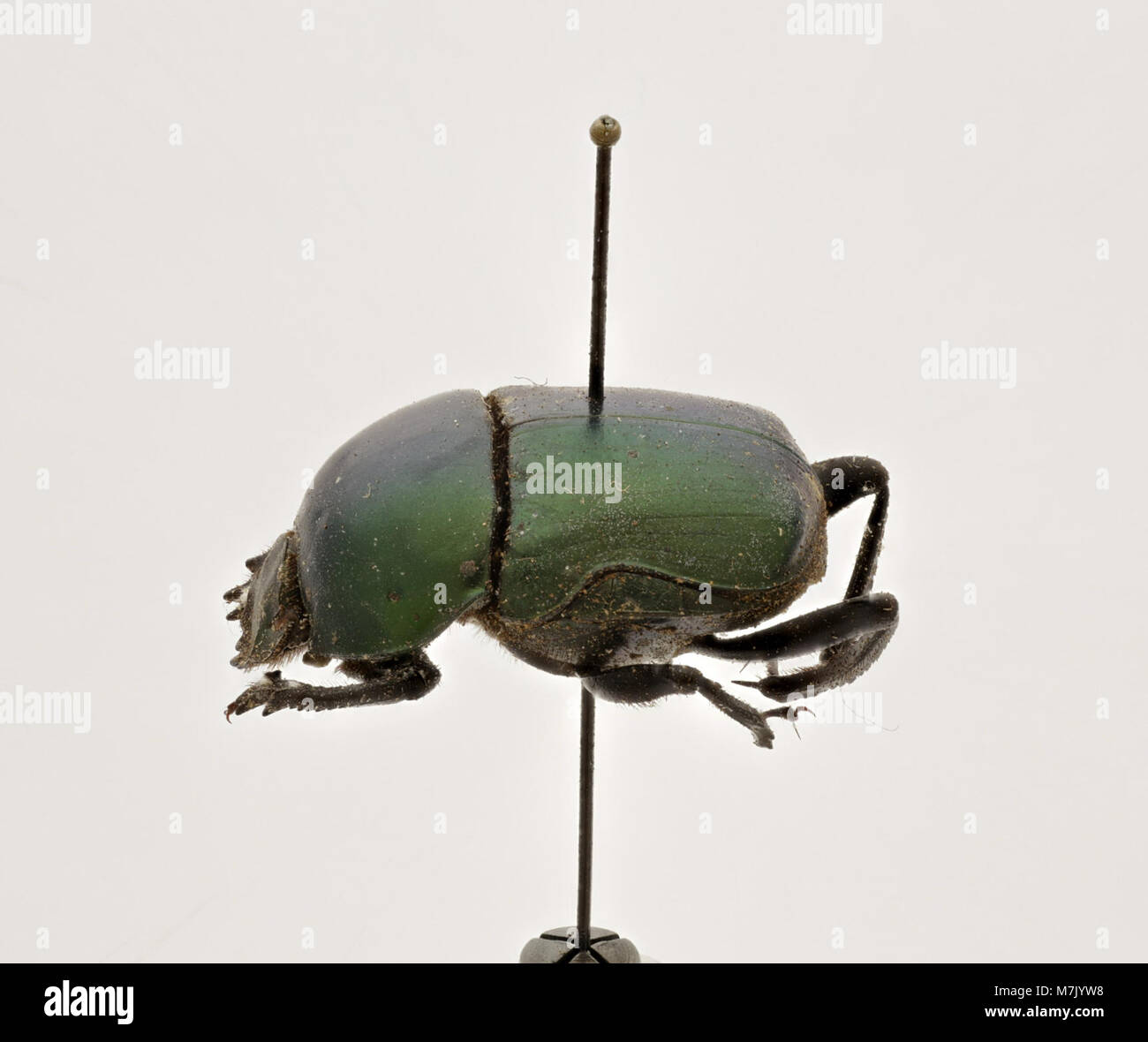 Garreta azureus is a species within the zoosphere, recognized for its ...