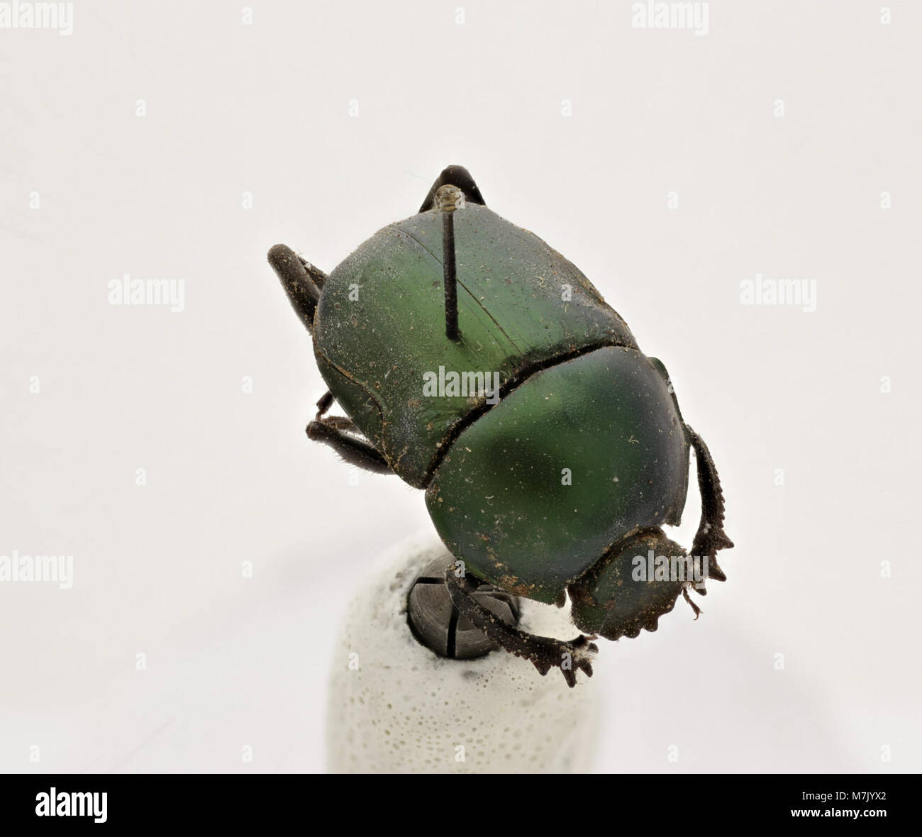 Garreta azureus, a species documented in Zoosphere, is shown in this ...