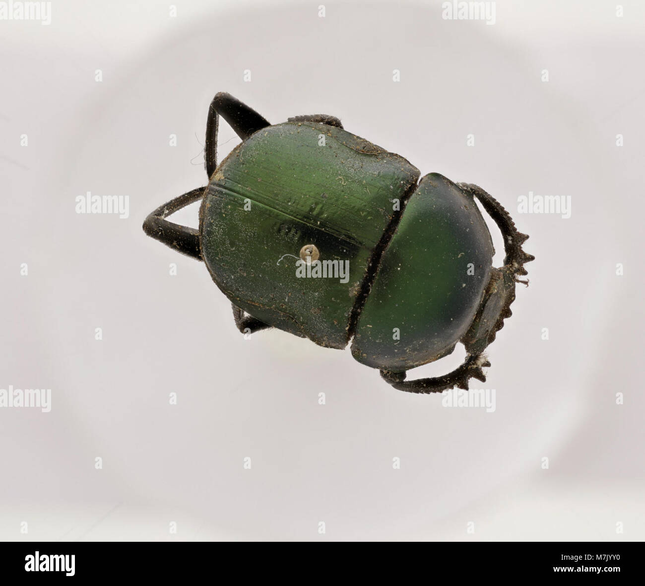 Garreta azureus (Zoosphere 126 110 Stock Photo - Alamy