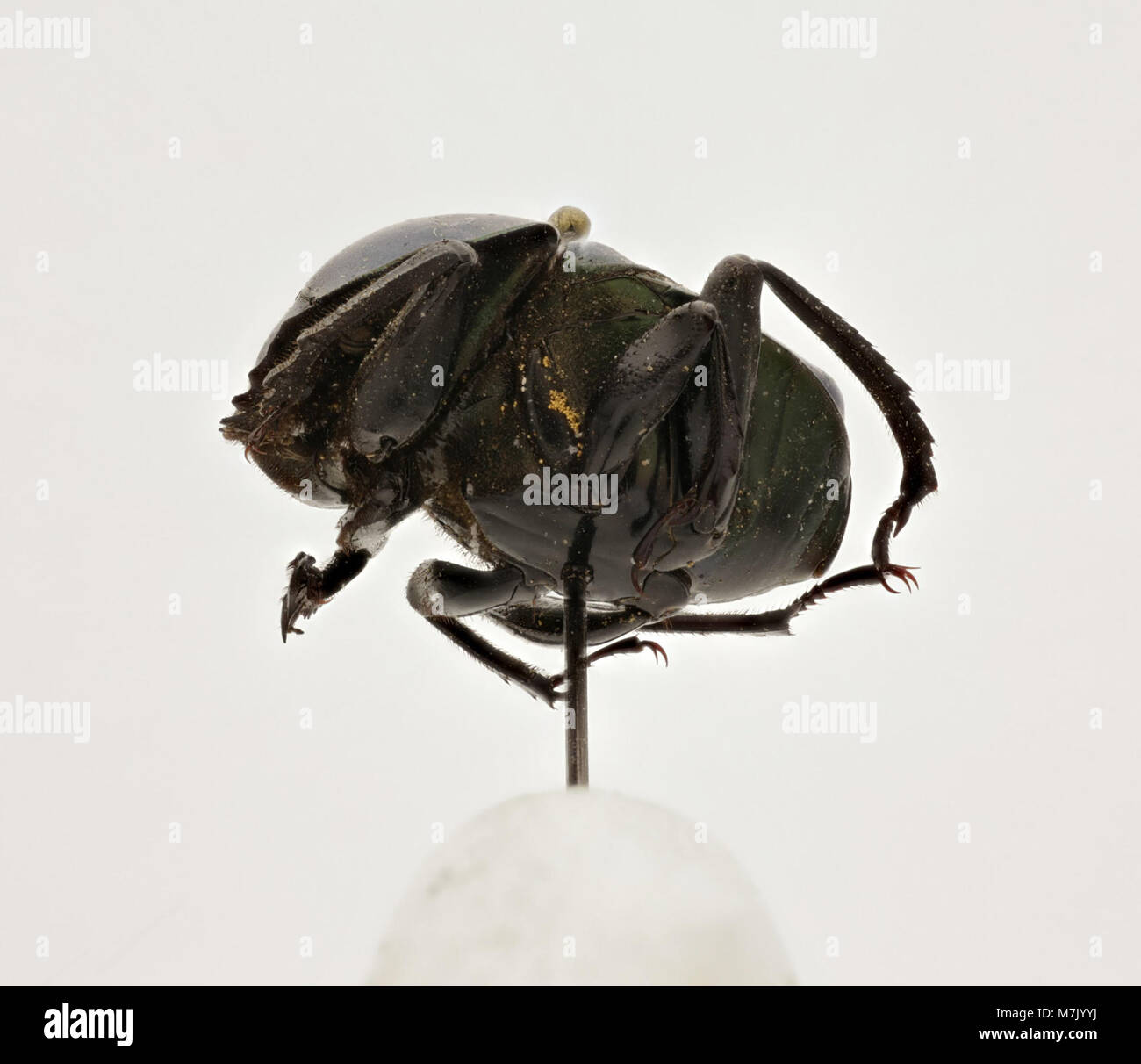 This image shows Garreta azureus, a species from the Zoosphere ...