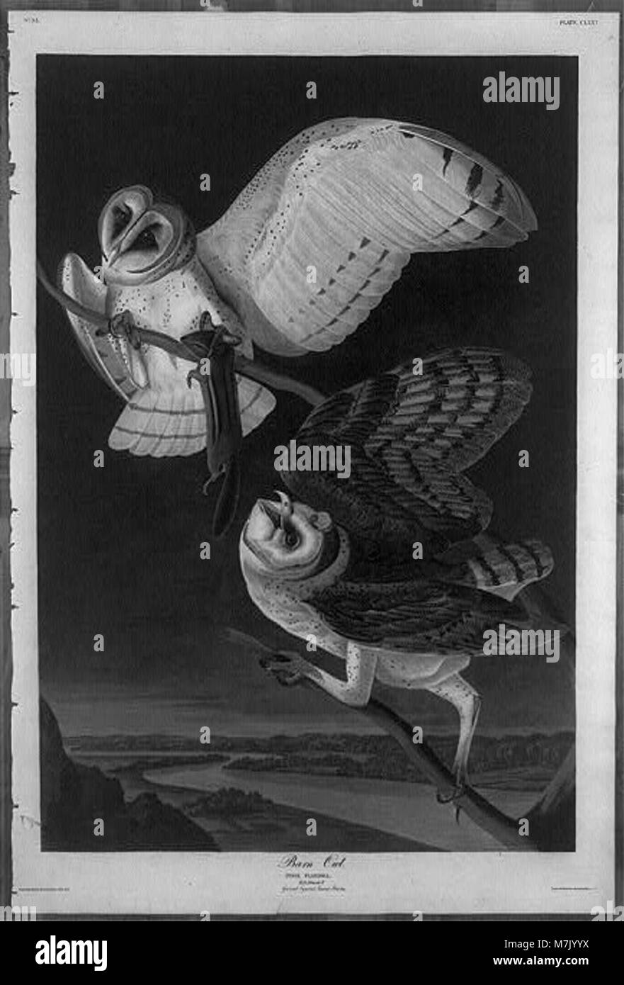 Photograph with a bird of prey Black and White Stock Photos & Images ...