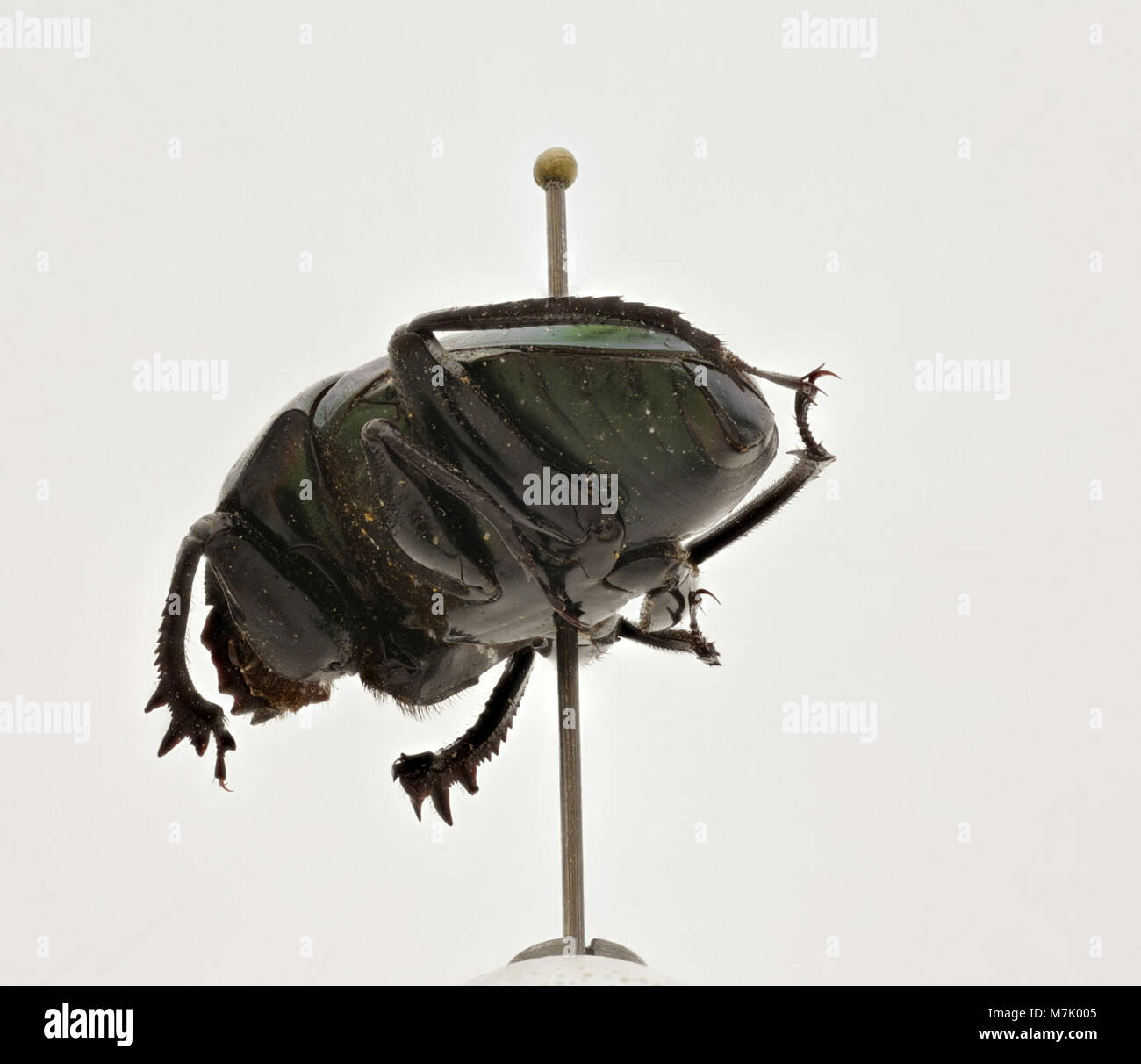 A detailed image of Garreta azureus, a species within the Zoosphere ...