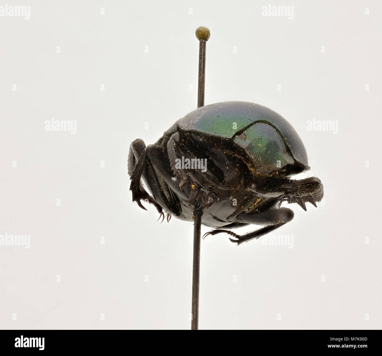This image shows Garreta azureus, an insect species, part of the ...