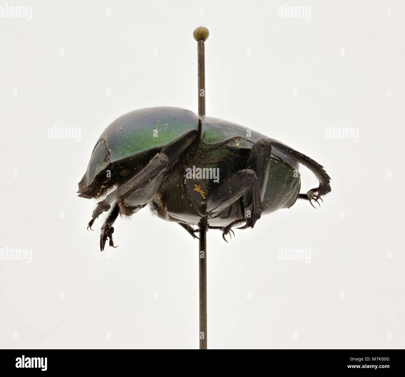 Garreta azureus is a species from the Zoosphere series. It is ...