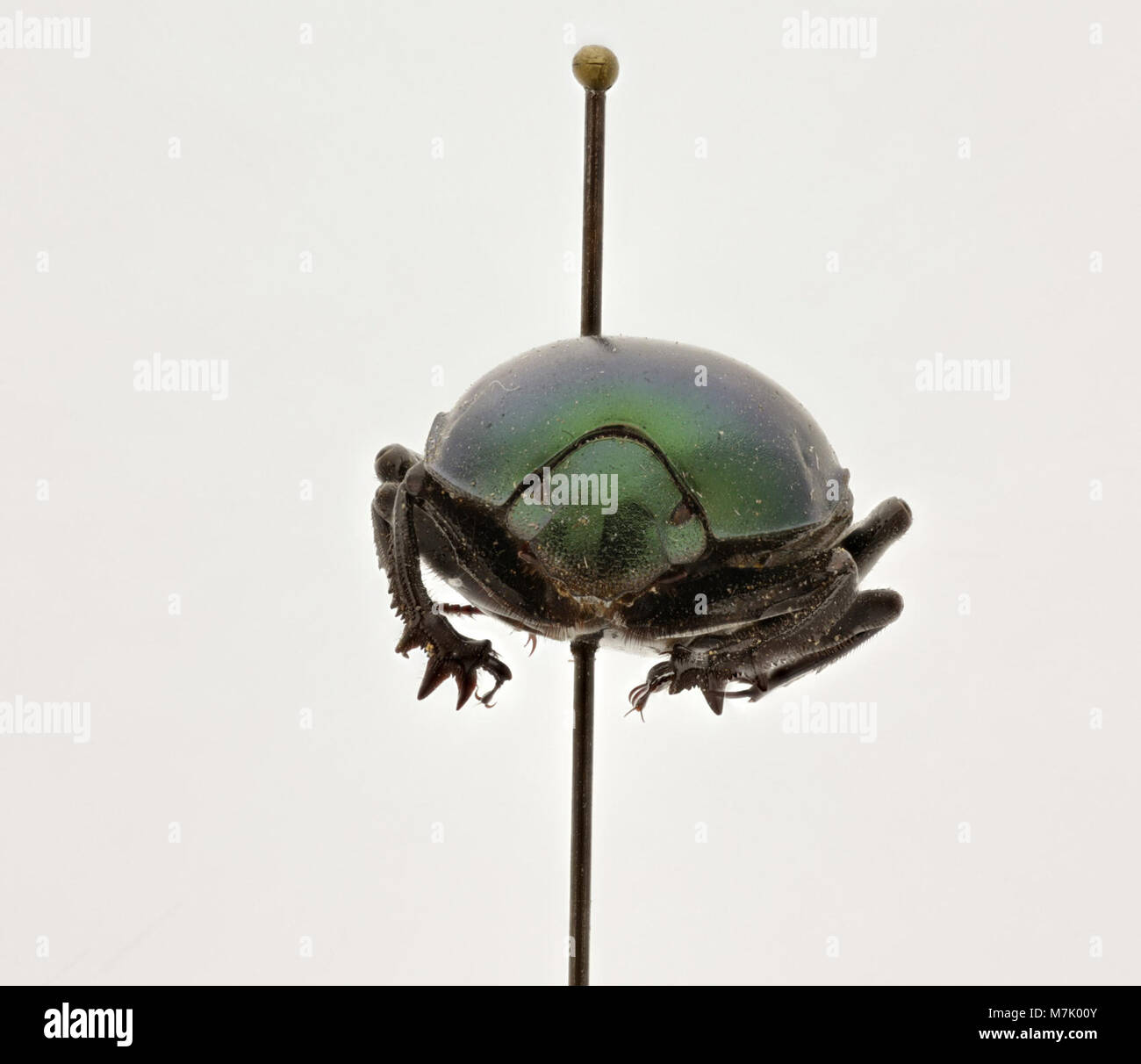 Garreta azureus is a species cataloged in Zoosphere 127 040, a ...