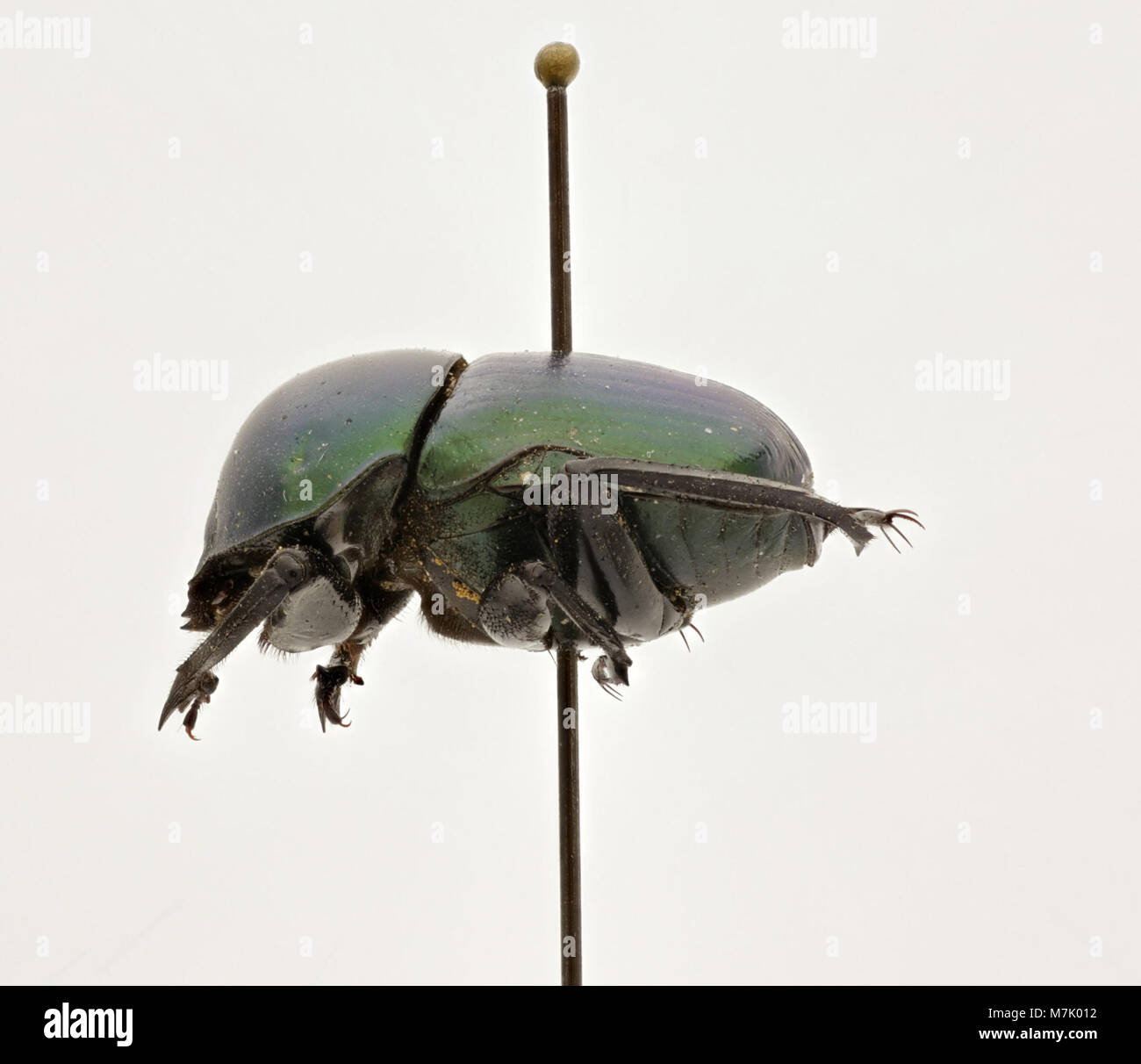 Garreta azureus, a species of spider, photographed for scientific study ...