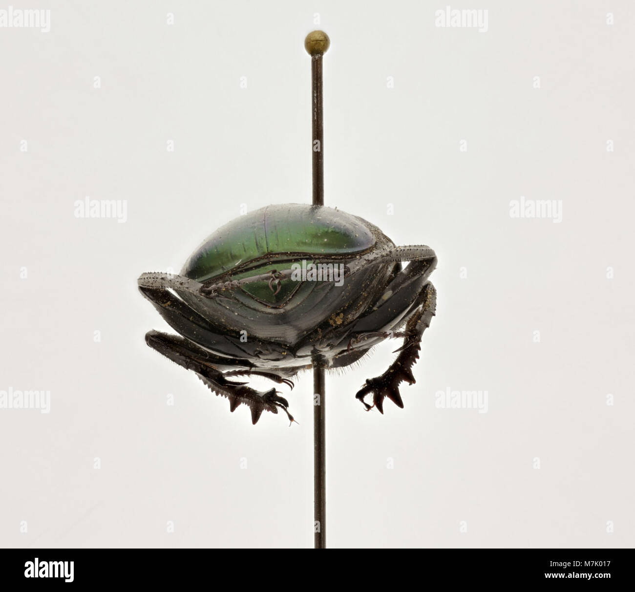 Garreta azureus, a species within the Zoosphere, identified by its ...