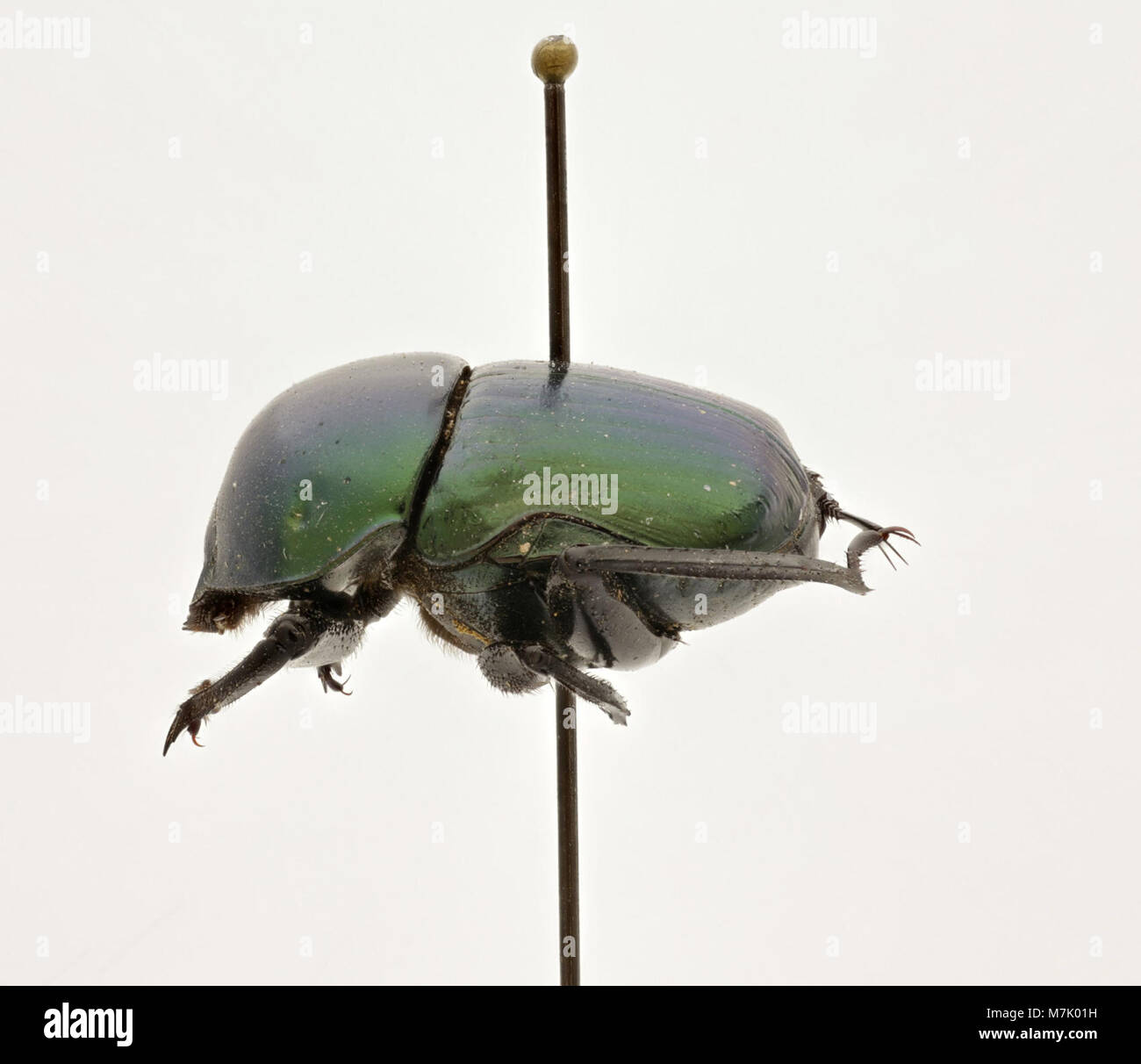 Garreta azureus (Zoosphere 127 055 Stock Photo - Alamy