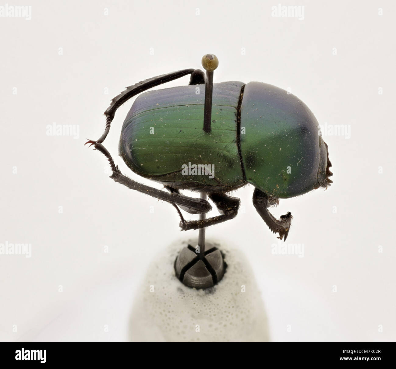 A scientific image of Garreta azureus, a species of aquatic insect ...