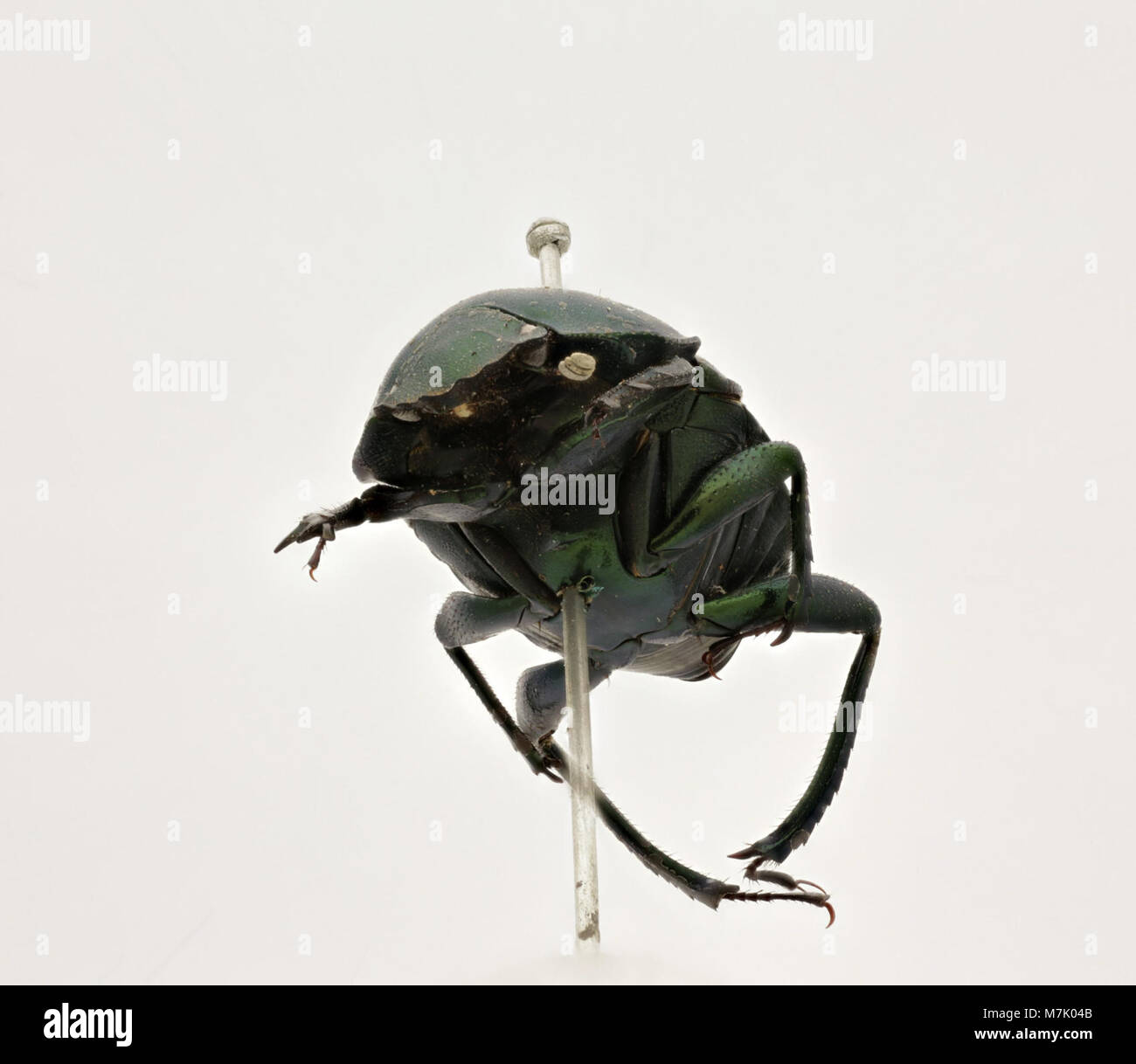 This image features Garreta azureus, a species of insect from the ...