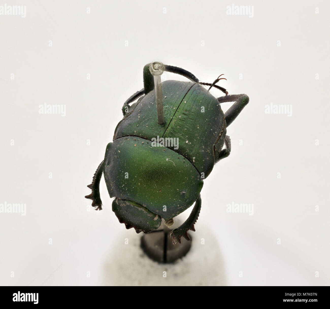 Garreta azureus (Zoosphere 129 089 Stock Photo - Alamy