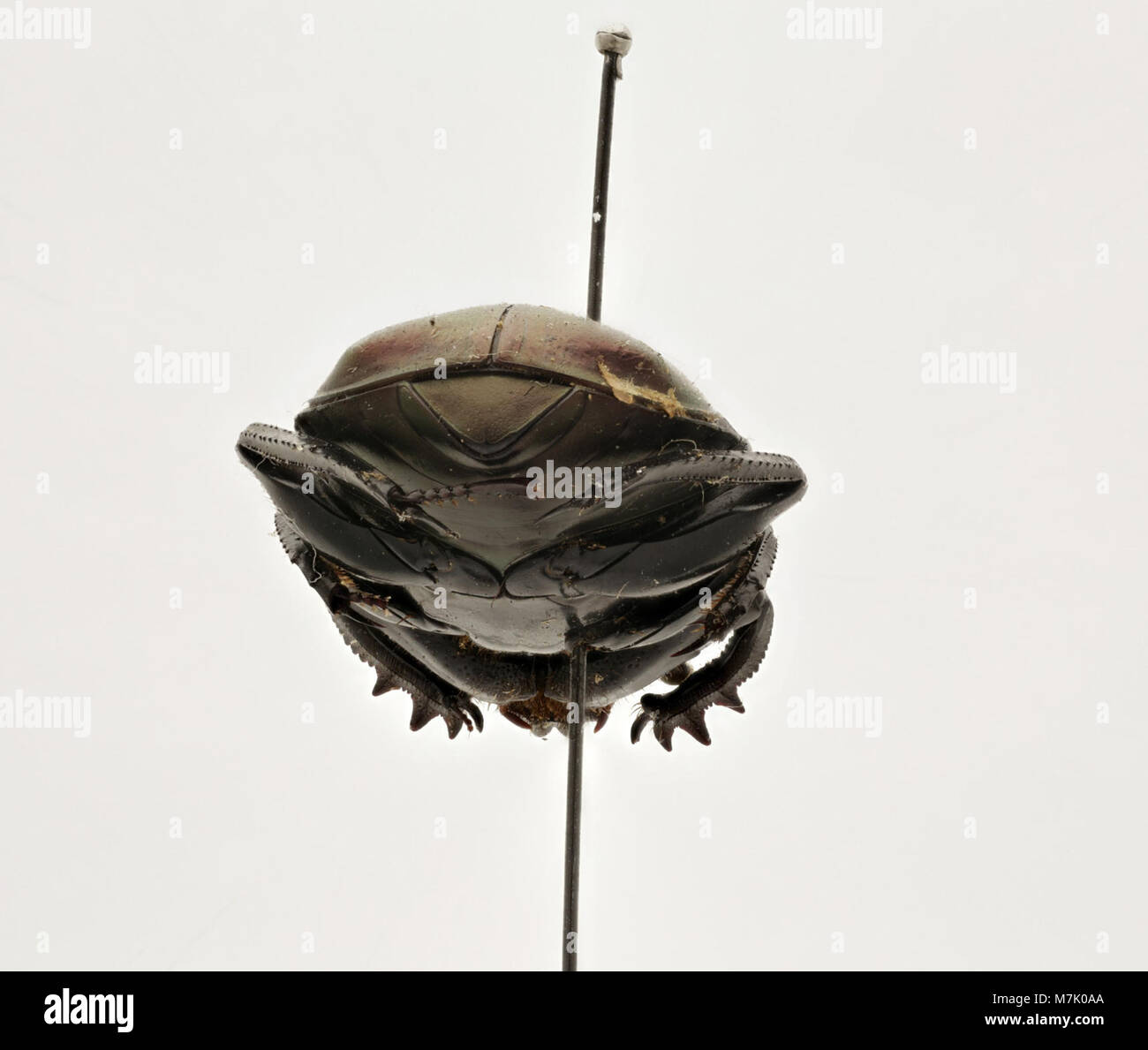 Garreta azureus, a species within the Zoosphere collection, is depicted ...