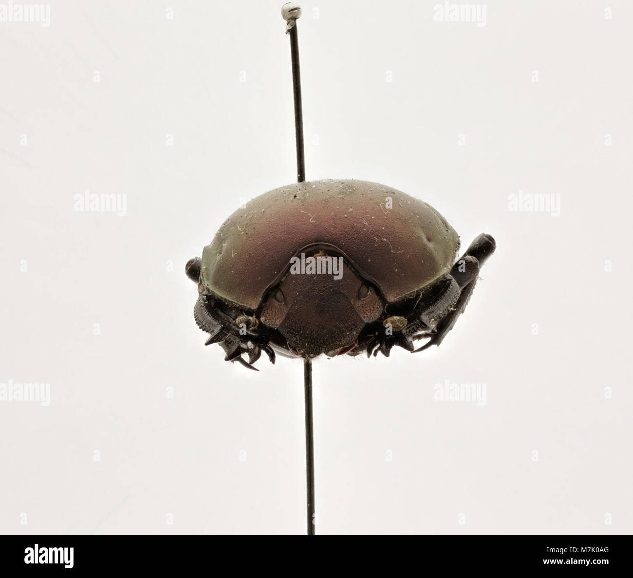 Illustration of Garreta azureus, a species documented in Zoosphere 132 ...