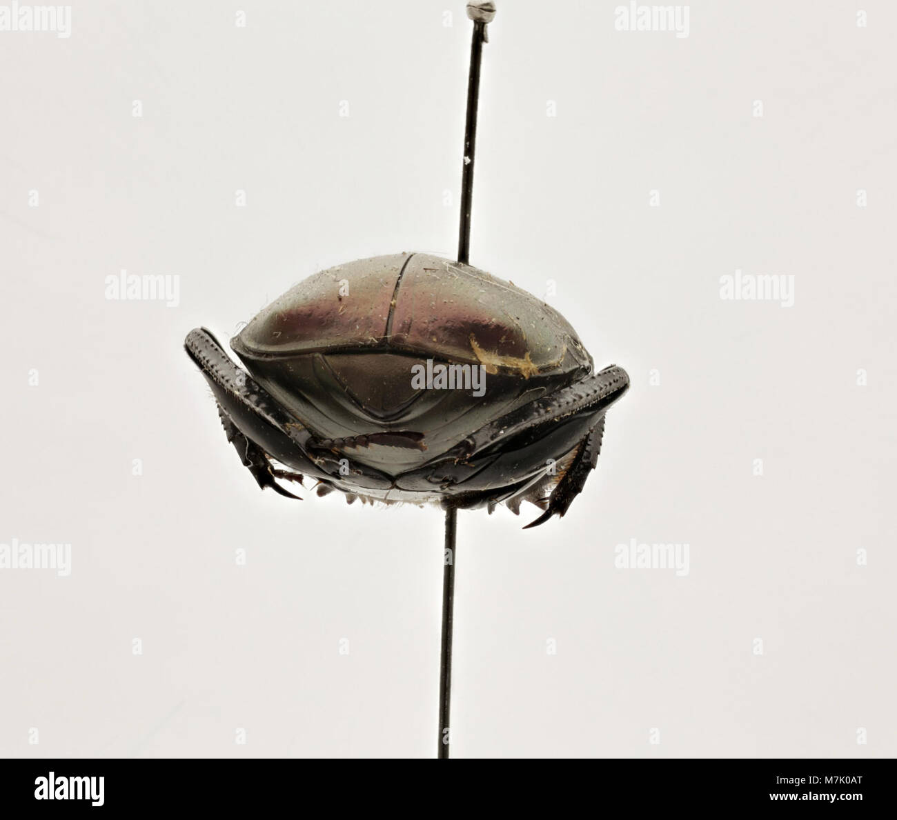 This image shows Garreta azureus, a species documented in the Zoosphere ...