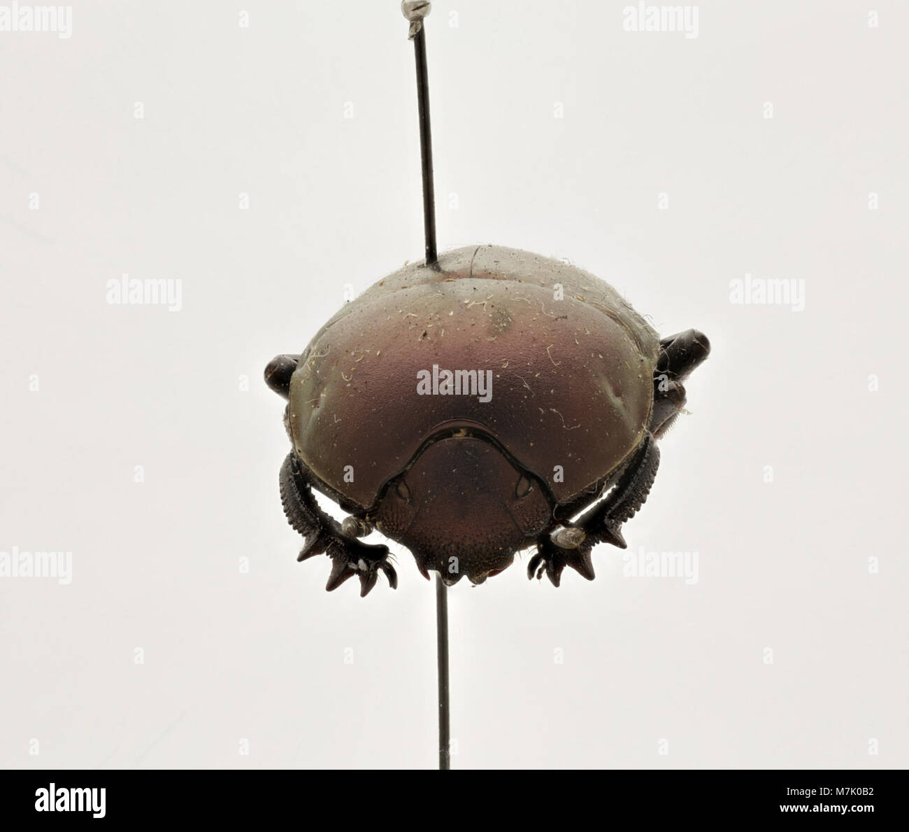 The image showcases Garreta azureus, a species captured in the ...