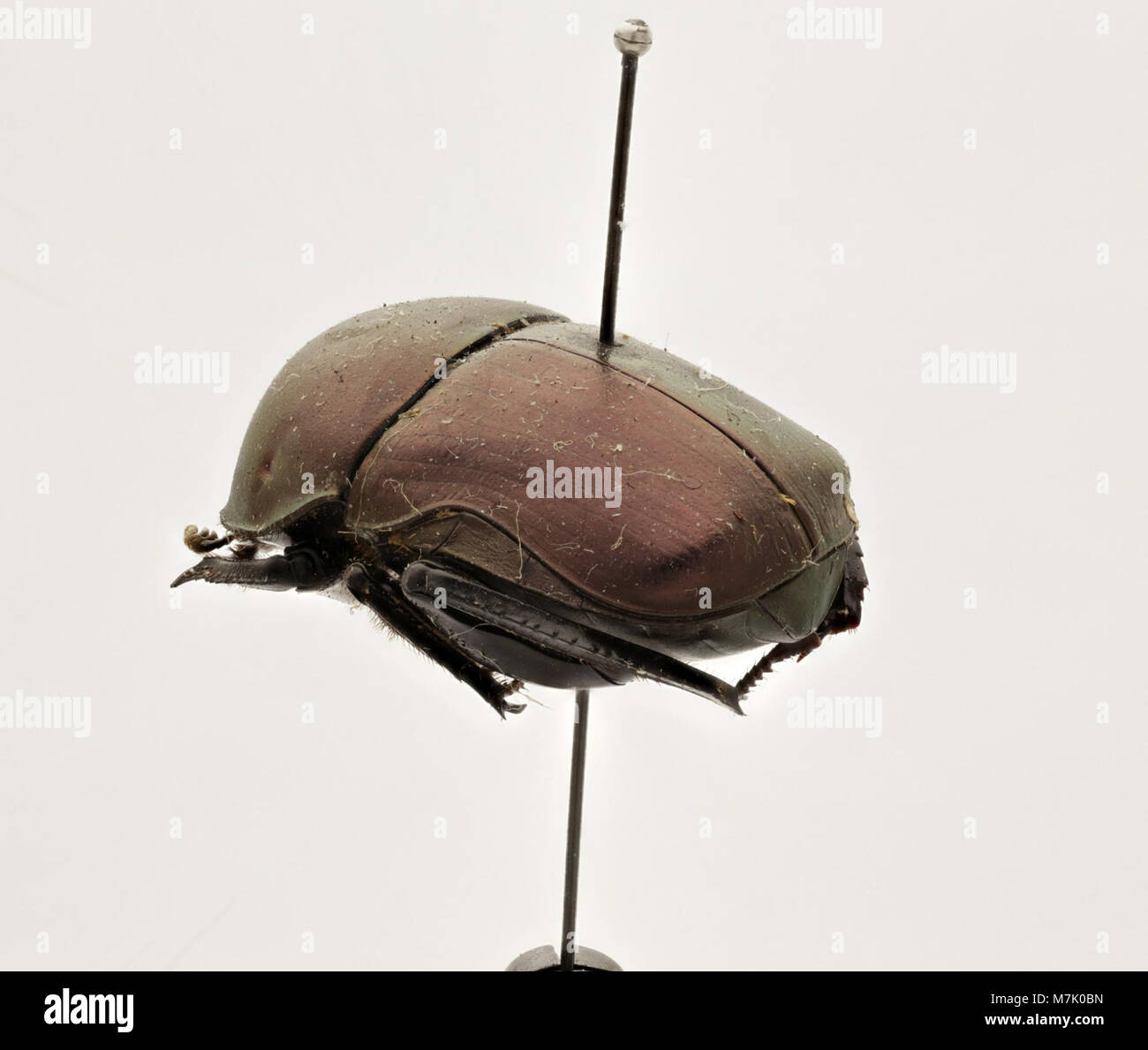 Documenting different beetle species hi-res stock photography and ...