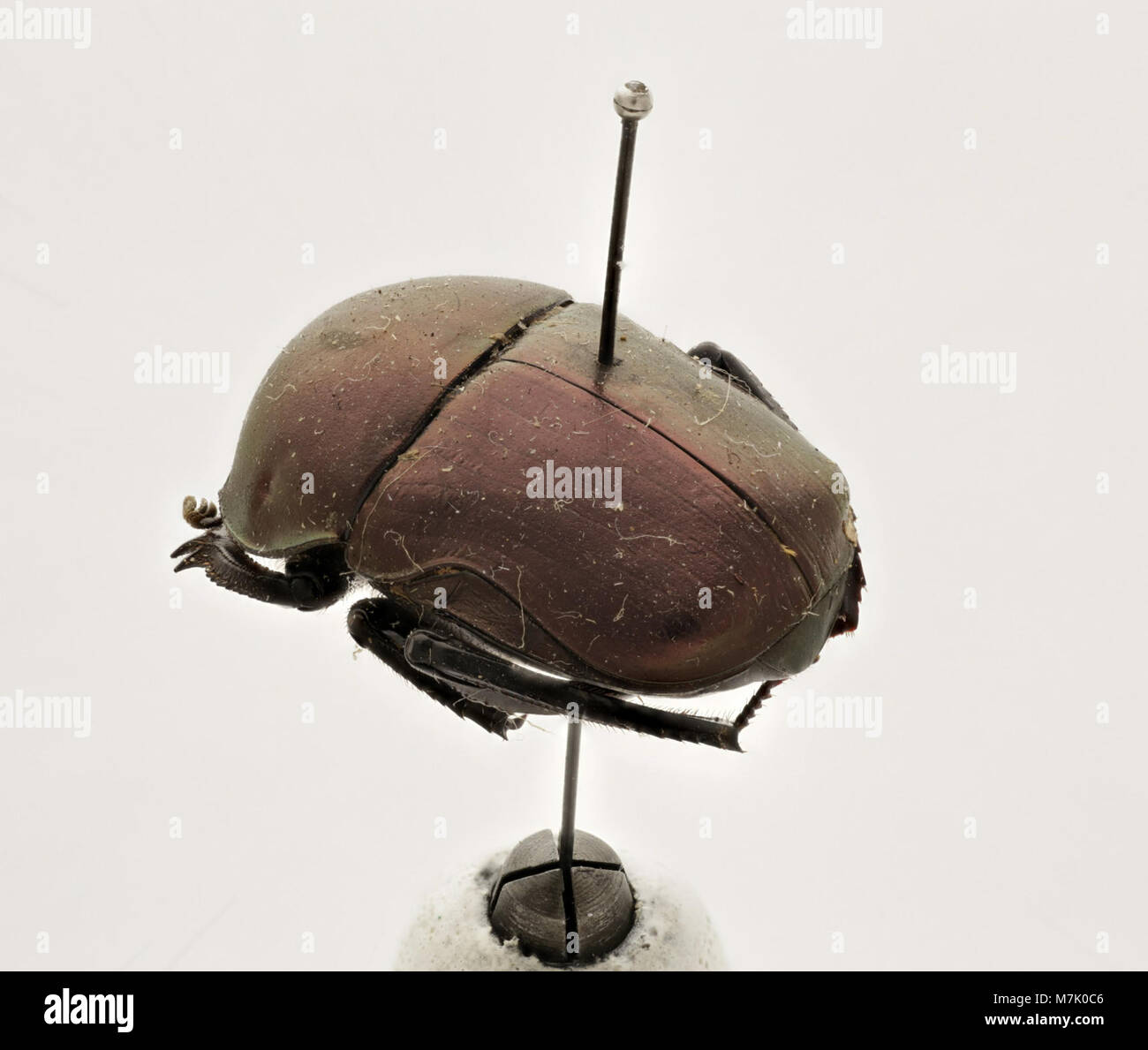 Illustration of Garreta azureus, a species of dung beetle in the ...