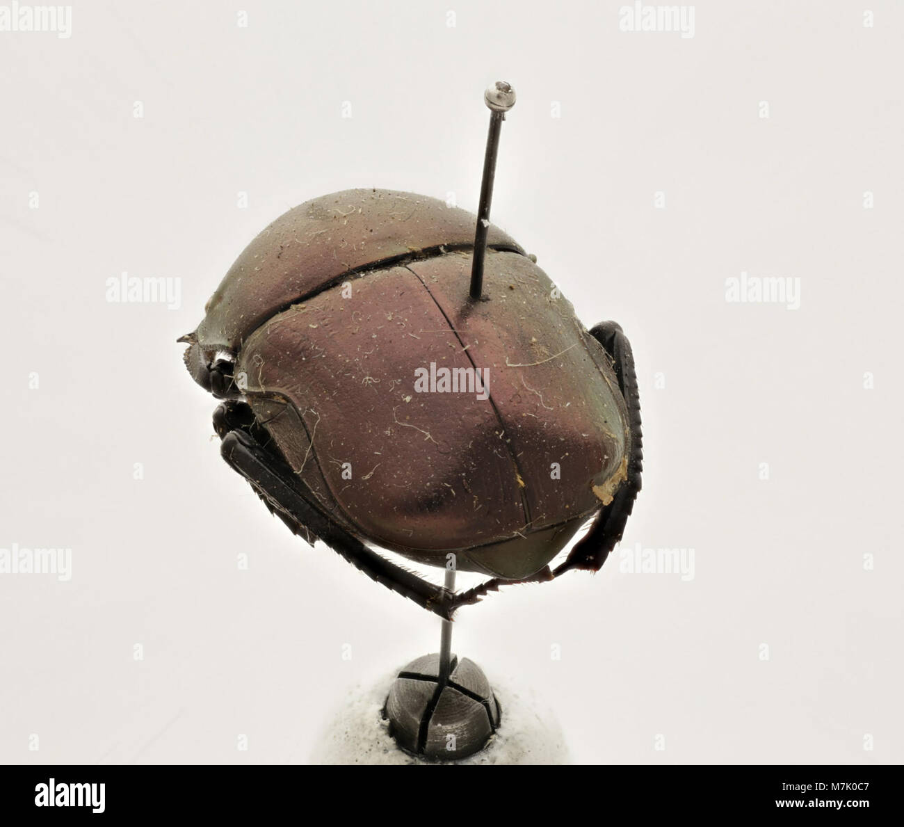 This image features Garreta azureus, a species within the Zoosphere ...