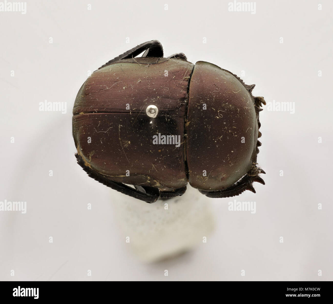 The image presents Garreta azureus, a species within the Zoosphere ...