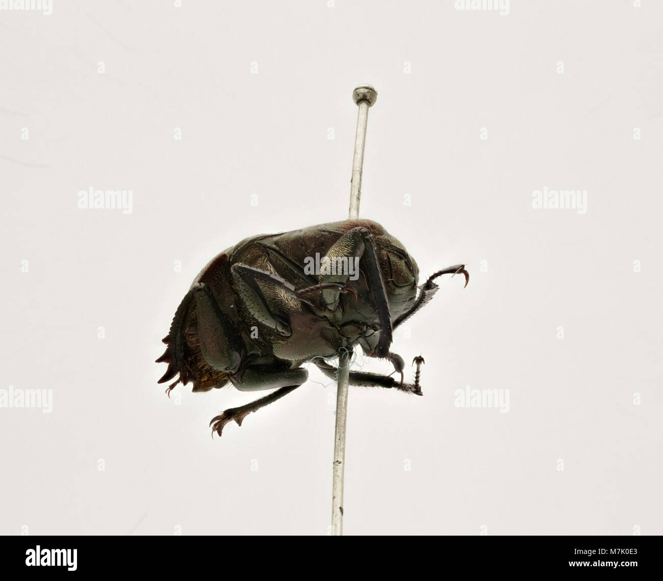 A close-up image of the dung beetle species Gymnopleurus ignitus. The ...