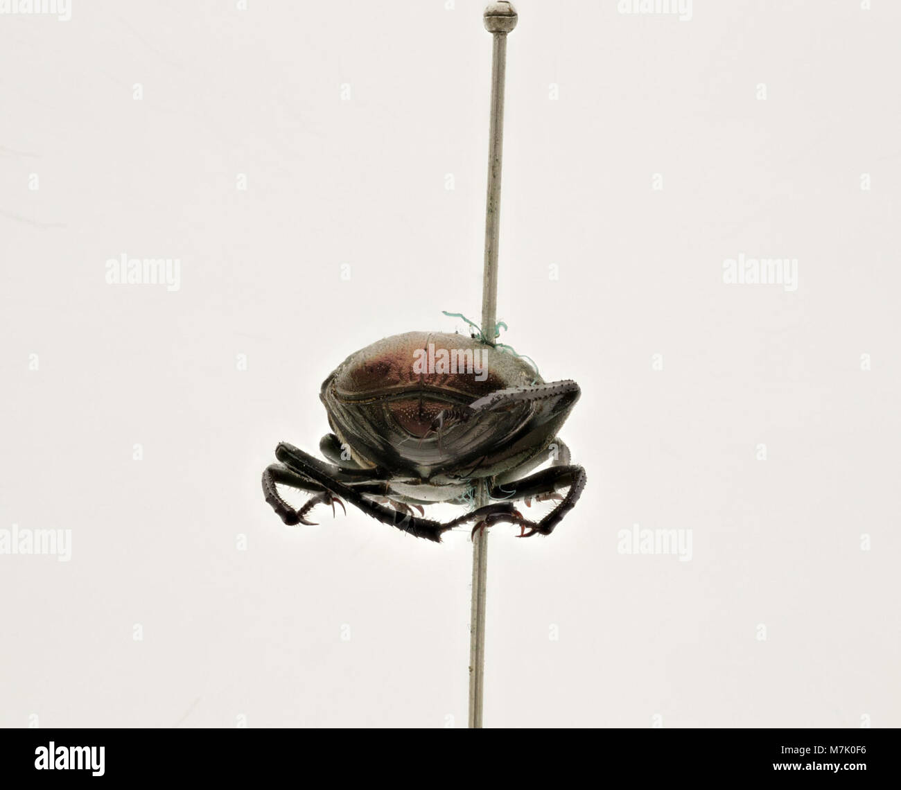 Gymnopleurus ignitus (Zoosphere 141 034 Stock Photo - Alamy