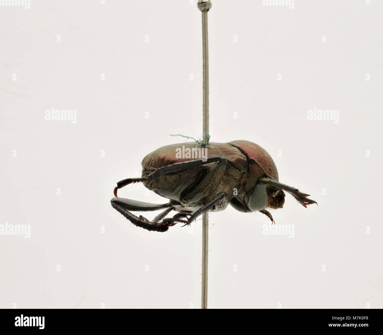 This image features Gymnopleurus ignitus, a species of beetle in the ...